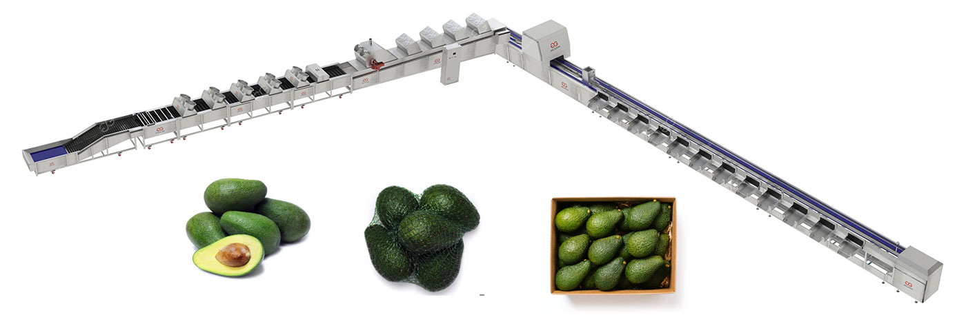 Avocado Washing Drying Waxing Grading Line 1-5t/h